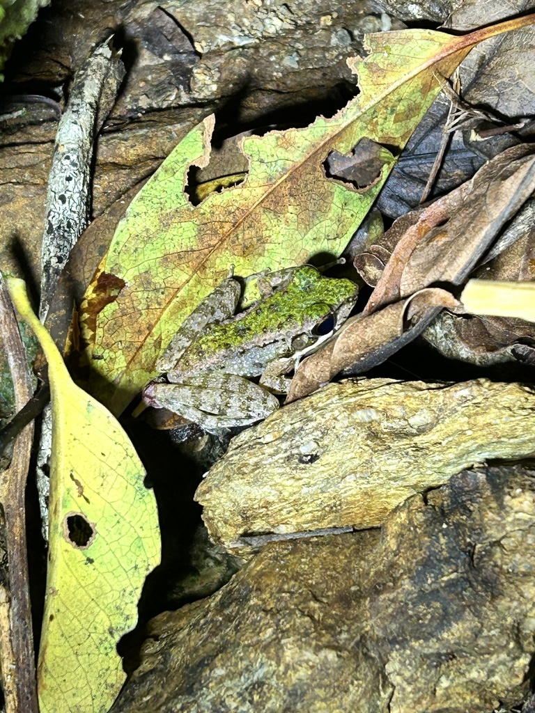 Okinawa Tip-nosed Frog in March 2025 by Spades Arachnids · iNaturalist