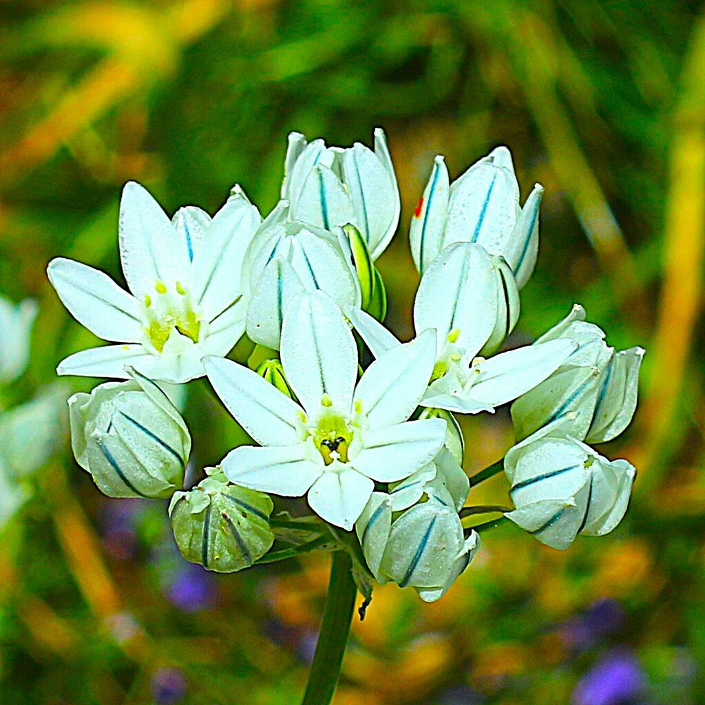 white brodiaea from Trinity County, CA, USA on July 8, 2023 at 11:20 AM ...
