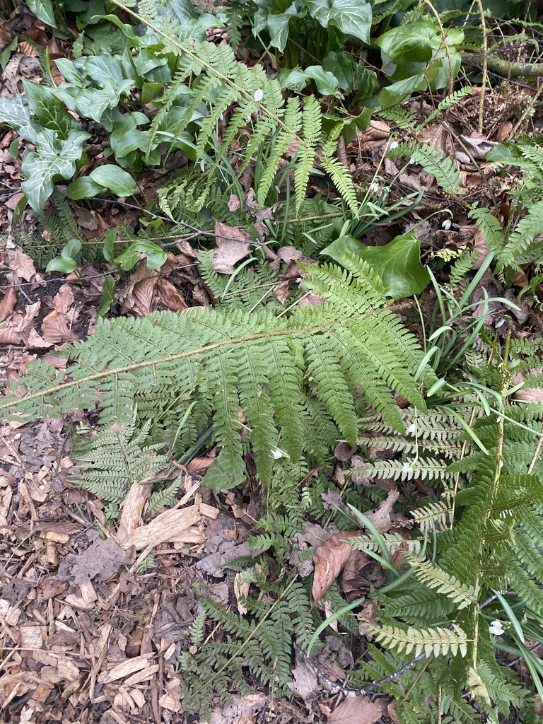 soft shield fern from Askham Bryan College, York, England, GB on March ...