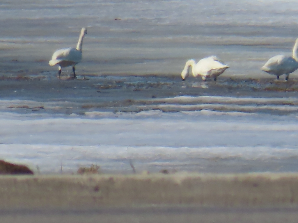 Trumpeter Swan from Wingham, ON N0G 2W0, Canada on March 11, 2025 at 09 ...