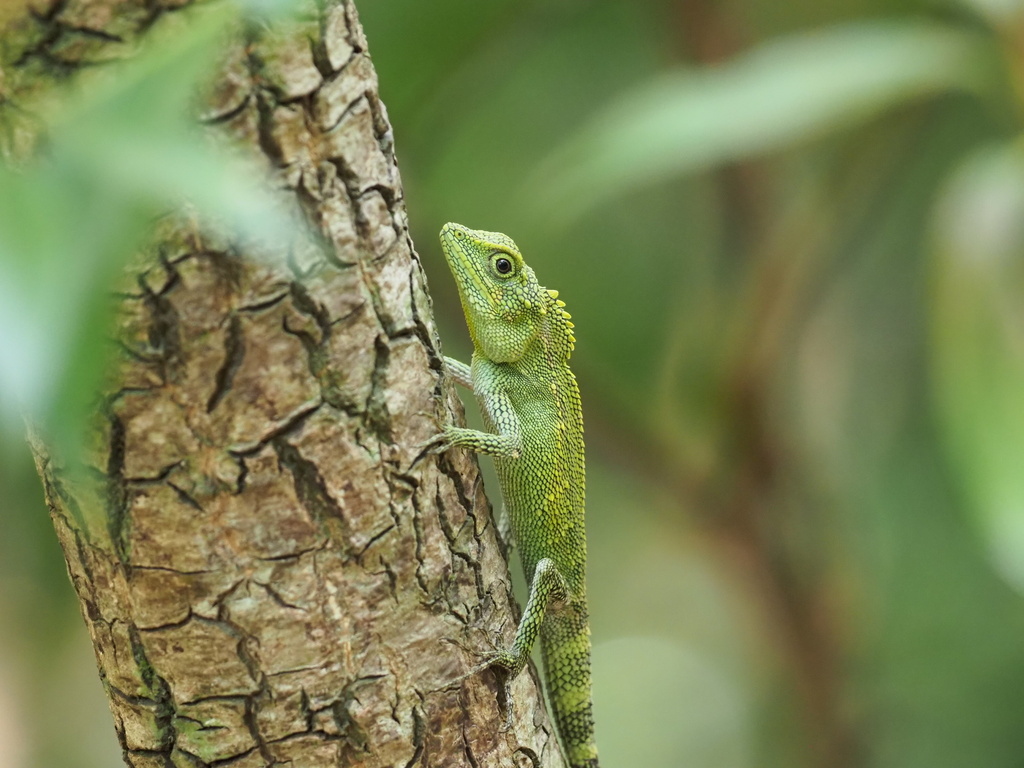 Diploderma polygonatum polygonatum in March 2025 by 拓磨岩瀬 · iNaturalist