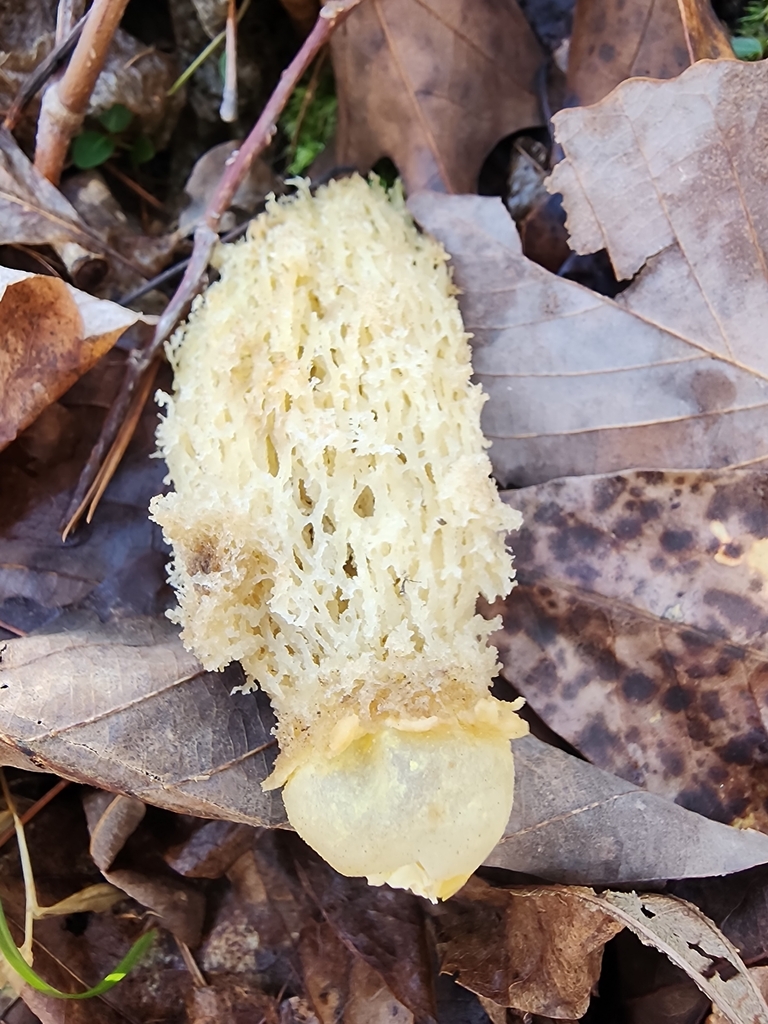 Collared Calostoma from Kings Mountain National Military Park, York ...