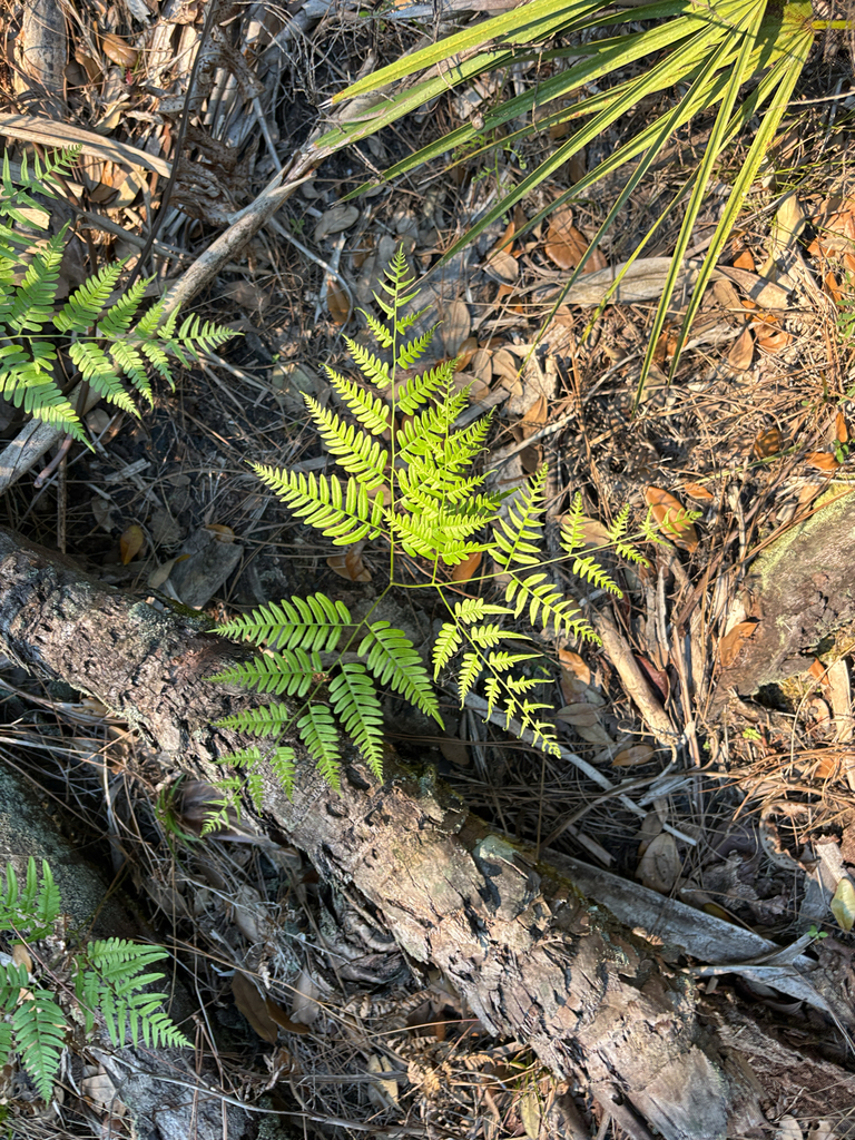 common bracken from Okeechobee, FL, US on March 7, 2025 at 01:59 PM by ...