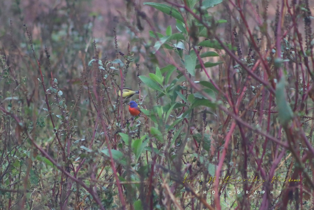 Painted Bunting from Arena Macuiltepetl (Nido del Halcón) on March 11 ...