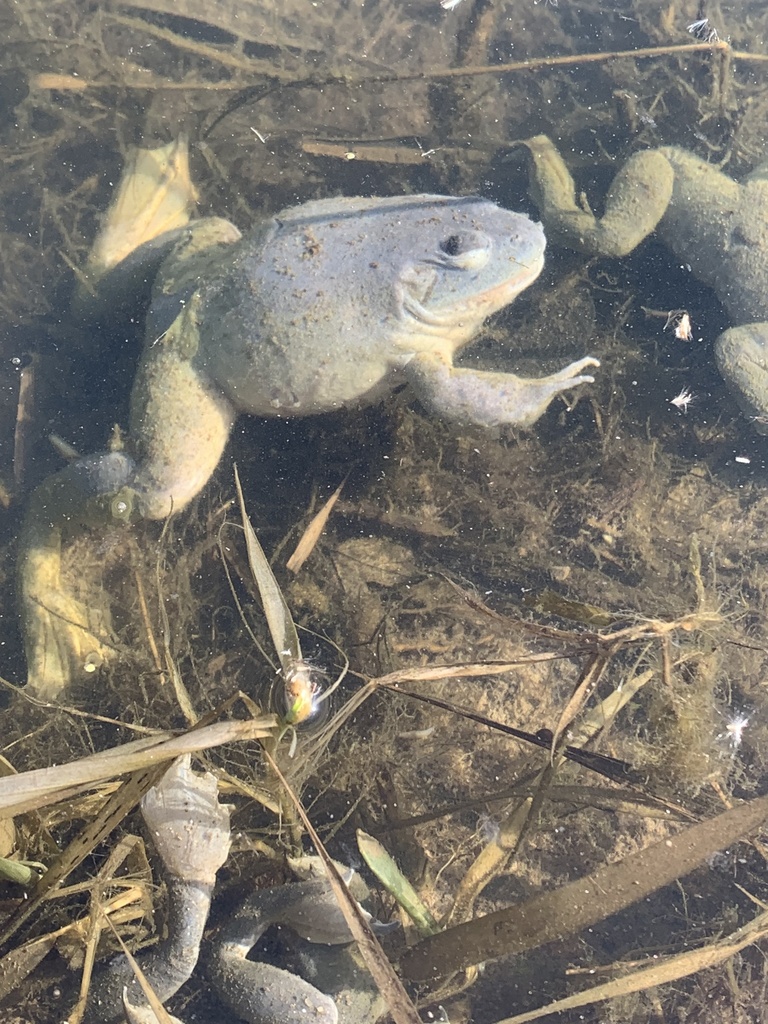 American Bullfrog from Glendale, Niagara on the Lake, ON, CA on March ...
