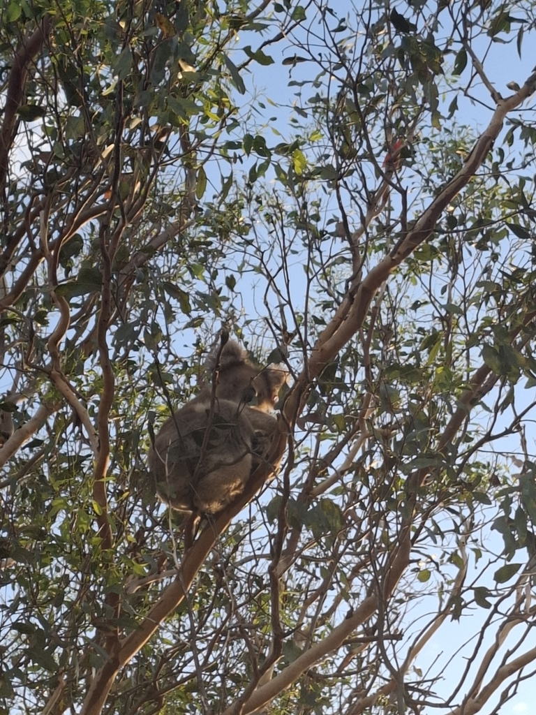 Koala from Elizabeth Island VIC 3921, Australia on March 12, 2025 at 07 ...