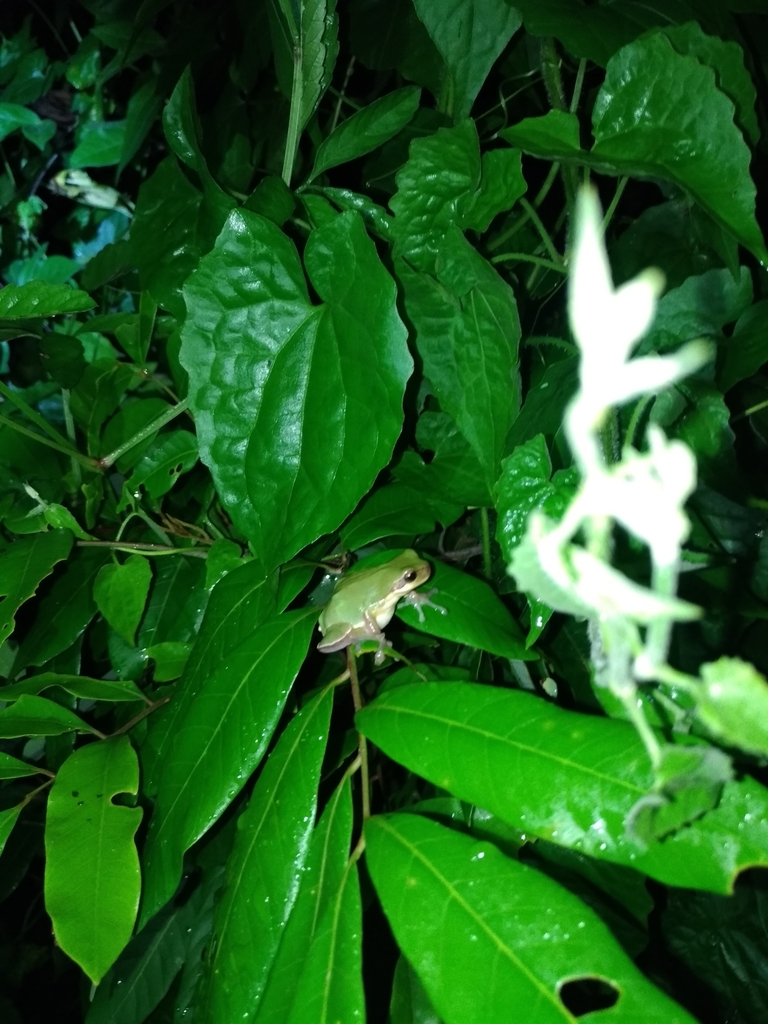 Common Chinese Tree Frog from 648台灣雲林縣西螺鎮光復東路80號 on August 08, 2019 at ...