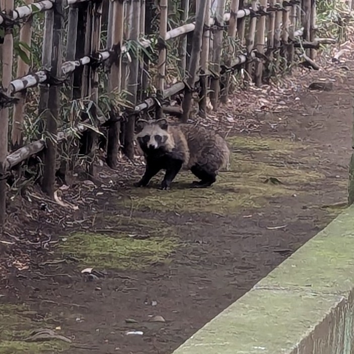 Hondo Raccoon Dog from 日本 〒183-0027 on March 12, 2025 at 09:48 AM by ...