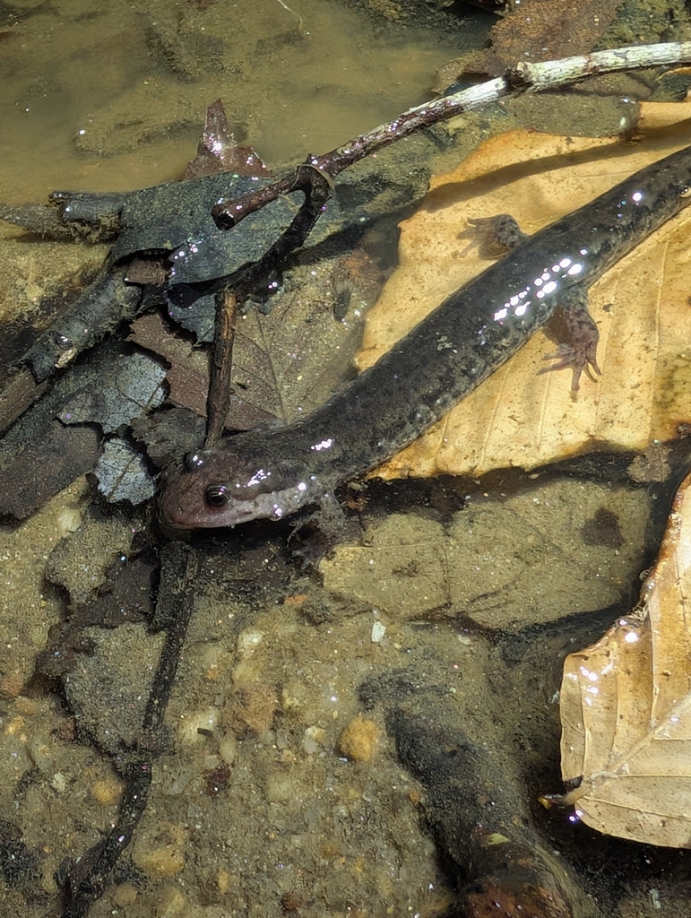Wolf Dusky Salamander from Stokesdale, NC, USA on March 11, 2025 at 08: ...