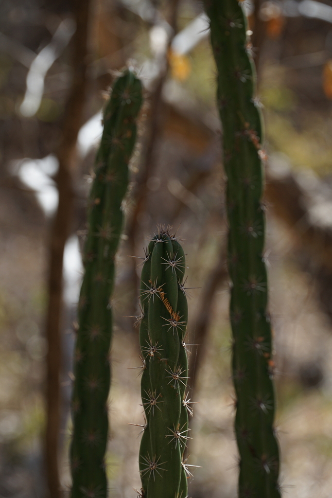 Octopus Cactus in March 2025 by Daniel · iNaturalist