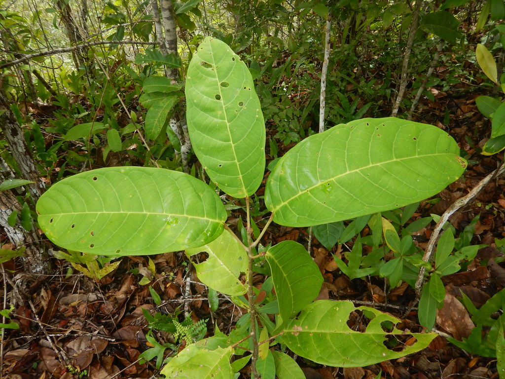 (Anisoptera thurifera) - Botanical Realm