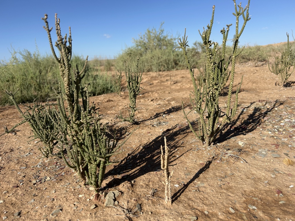 Namibian frying pan plant from C17, ǁKaras, NA on February 28, 2025 at ...