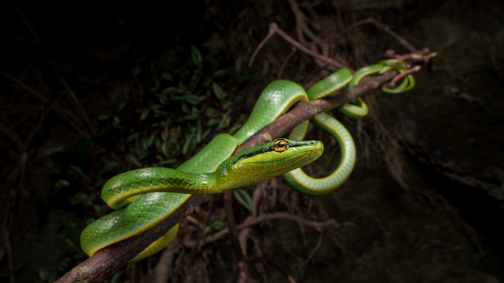 Rein Snake in September 2024 by 厲力言 · iNaturalist