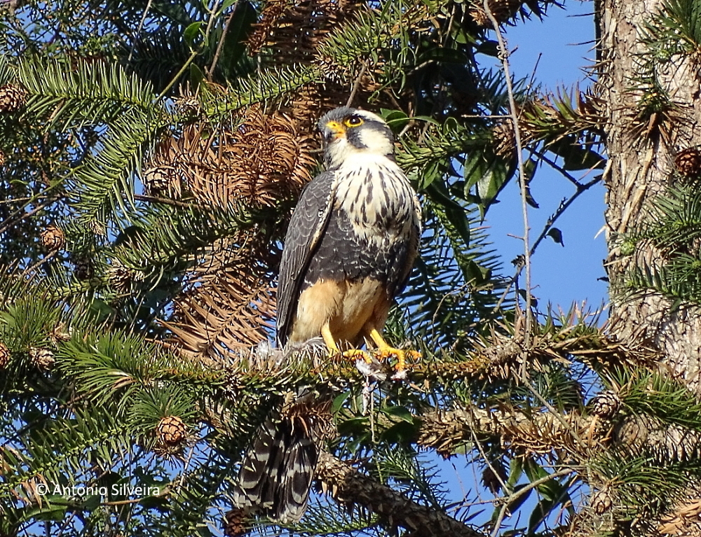 Aplomado Falcon from Brazil, State of São Paulo, Jundiaí, Aglomeração ...