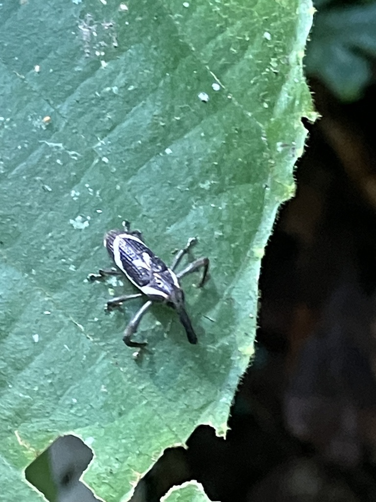 Sternuchopsis from Borneo, Lahad Datu, Sabah, MY on September 9, 2024 ...