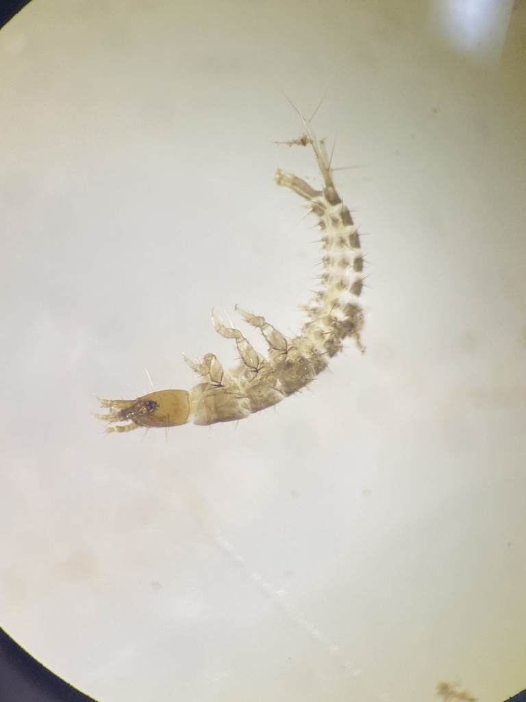 Pterostichinae from 420th St, Ruthven, IA, US on August 15, 2024 at 11: ...