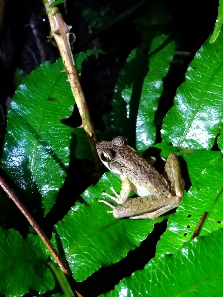 Javan Torrent Frog from Perbawati, Kec. Sukabumi, Sukabumi Regency ...