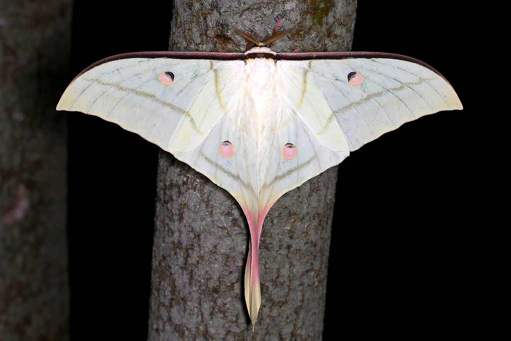 Chinese Moon Moth from Thành Công, Nguyên Bình, Cao Bằng, Vietnam on ...