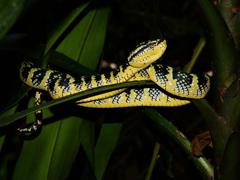 Wagler's Pit Viper from Upper Seletar Reservoir Park on August 9, 2019 ...