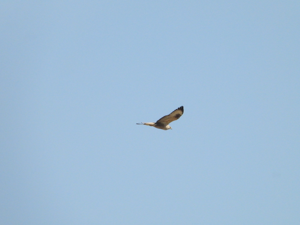 Hawks, Eagles, and Kites from Al Karamah, Amman, Jordan on March 12 ...