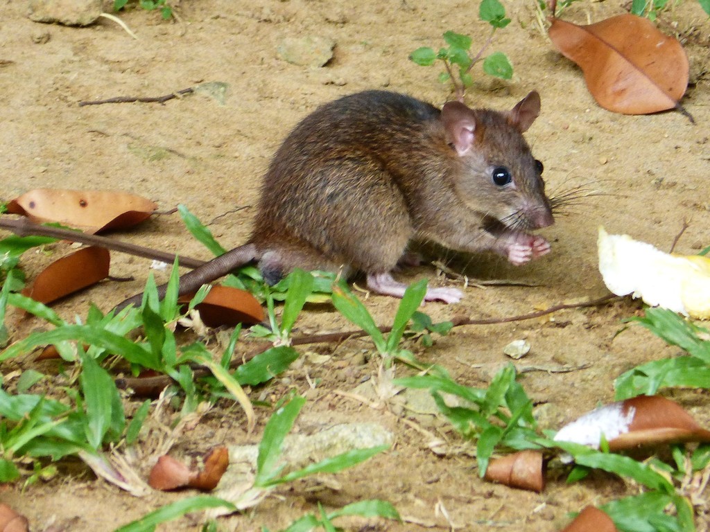 Oriental House Rat (Rattus tanezumi) - Know Your Mammals