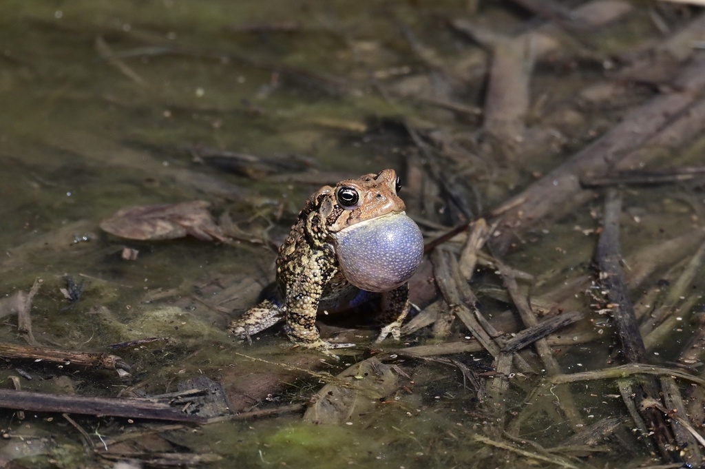 American Toad from Seven Islands State Birding Park, Kodak, TN, US on ...