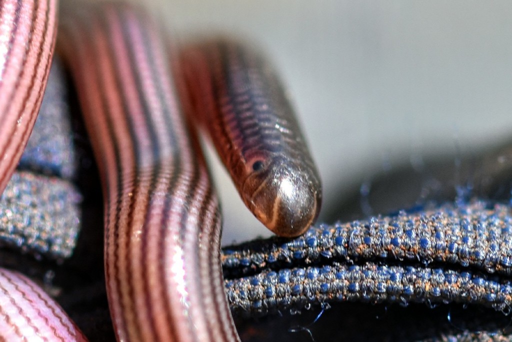 Cape York Striped Blind Snake from Mission River QLD 4874, Australia on ...