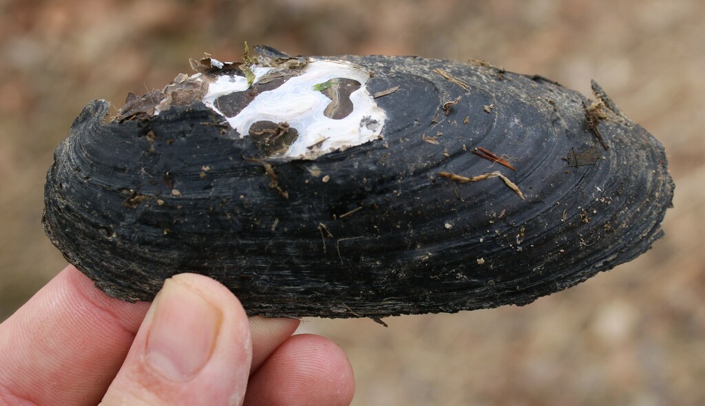 Black Sandshell from Oil City, PA 16301, USA on March 12, 2025 at 02:30 ...