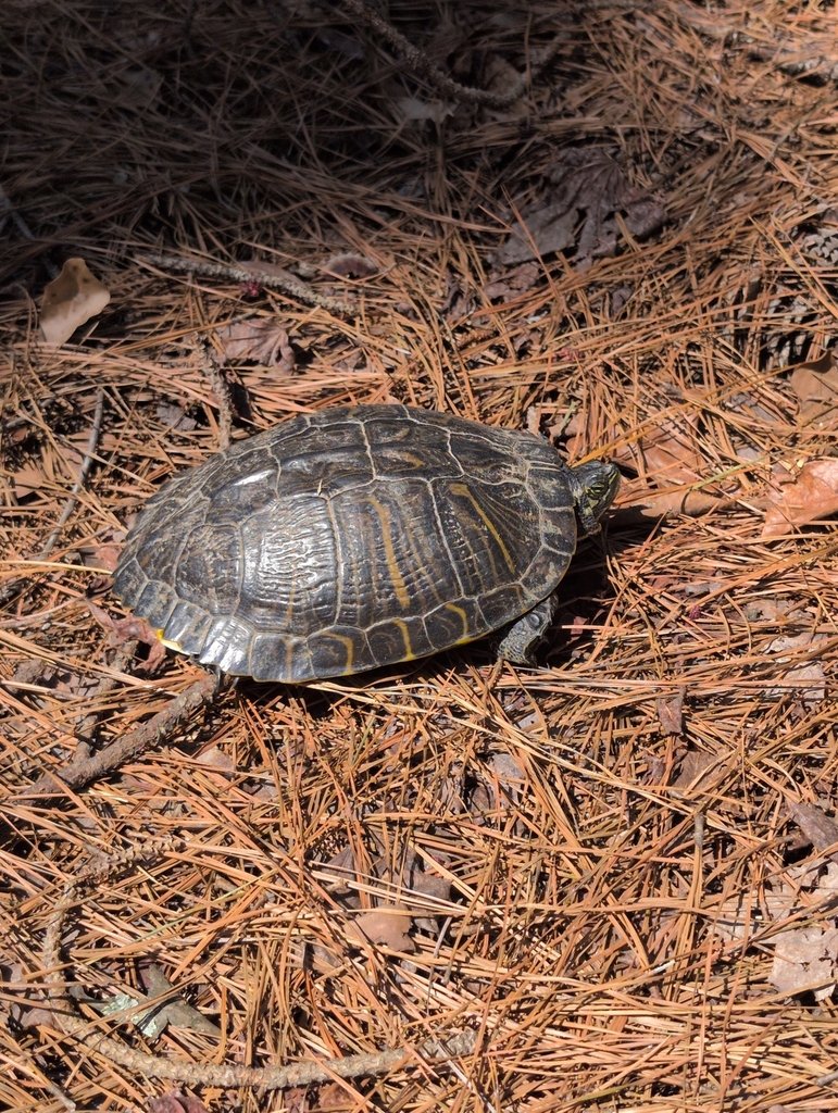 Pond Slider from New Hill on March 12, 2025 at 12:52 PM by Shannon Robb ...