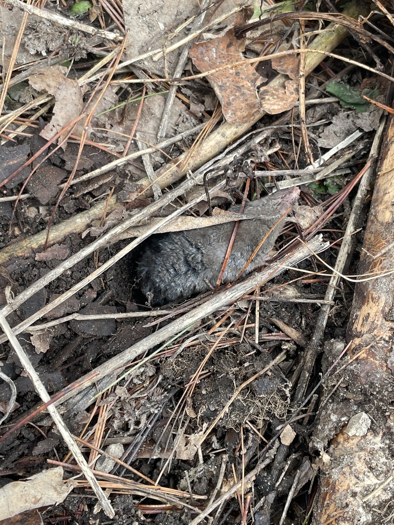 Northern Short-tailed Shrew from Simcoe County, ON, Canada on March 12 ...