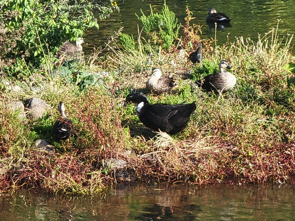 Domestic Mallard from 2-15 Namseongjung-ro, Seogwipo, Jeju-do, South ...