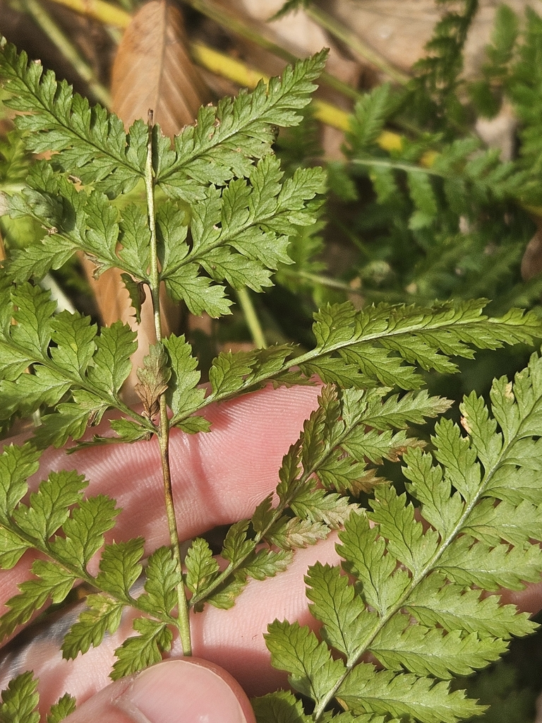 intermediate wood fern from Trenton, GA 30752, USA on March 9, 2025 at ...
