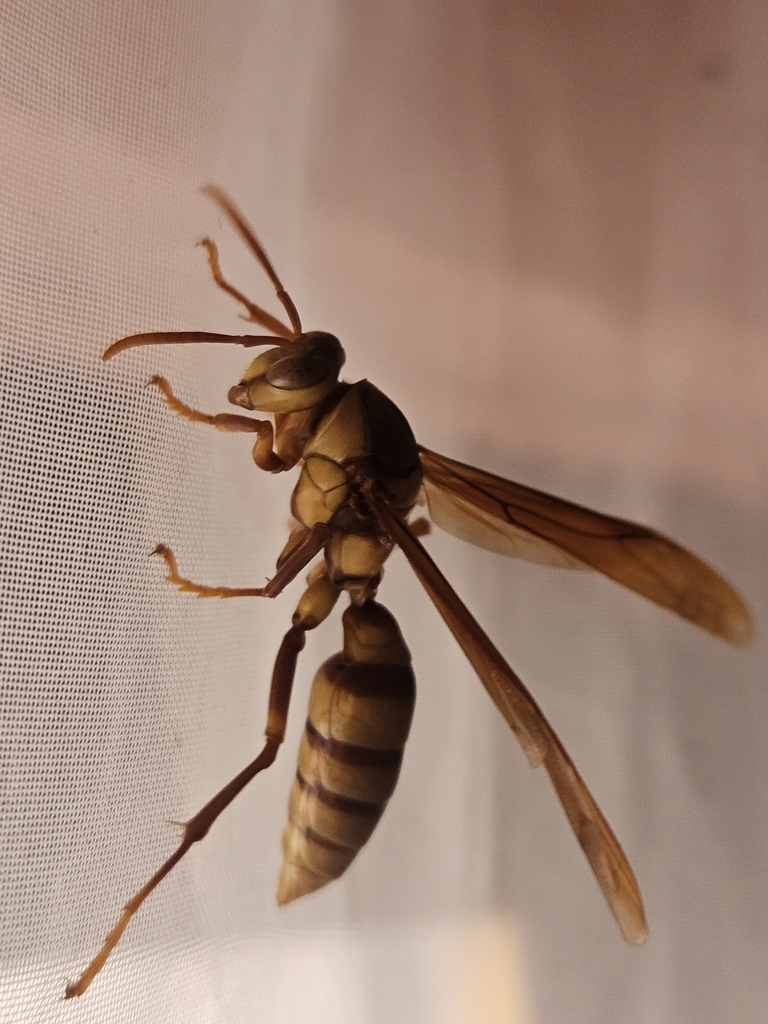 Executioner Wasp from Zapotitlán de Méndez Centro, 73440 Zapotitlán de ...