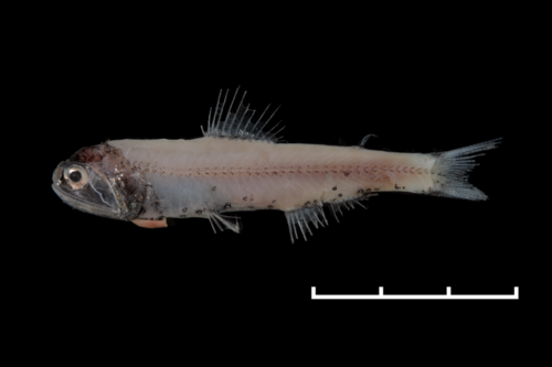 Linternilla problemática (Diaphus problematicus)