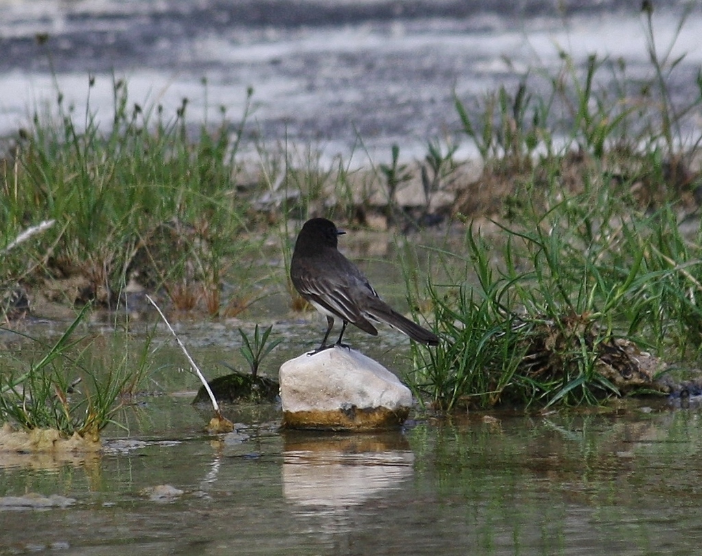 Black Phoebe from Texas, United States on May 20, 2016 at 05:00 PM by ...