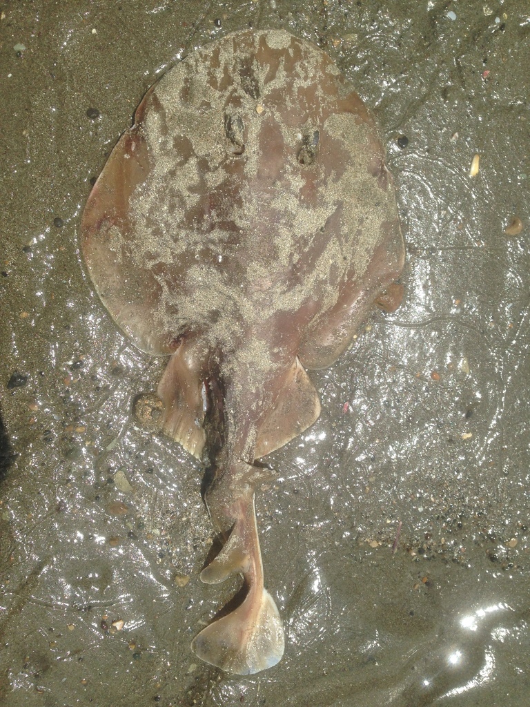 Giant Electric Ray in August 2019 by Snexo Snexo · iNaturalist