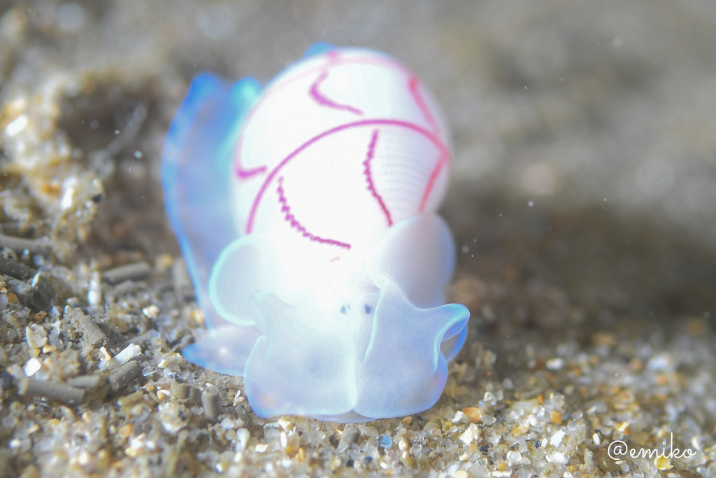 Red-lined Bubble Snail from Sydney NSW, Australia on March 14, 2025 at ...