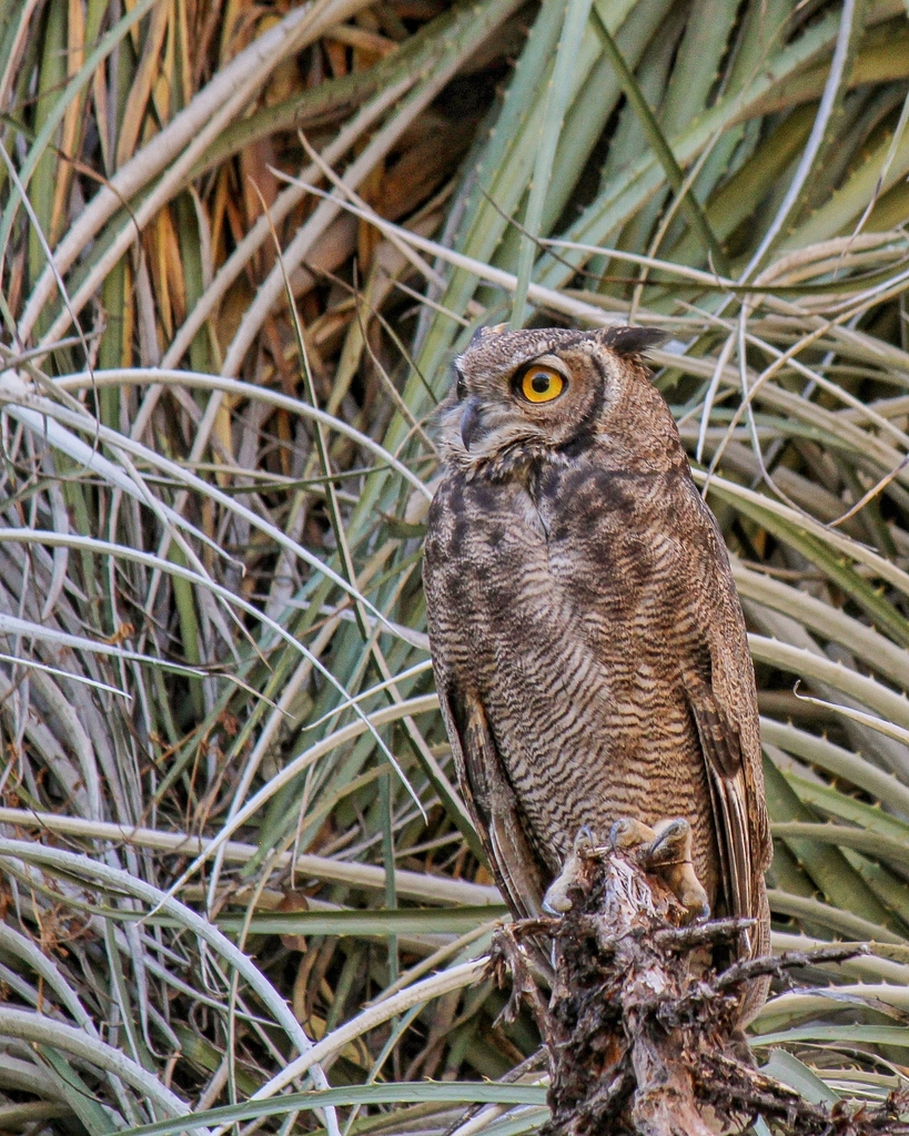 Lesser Horned Owl from Olmué, Valparaíso, Chile on March 11, 2025 by ...