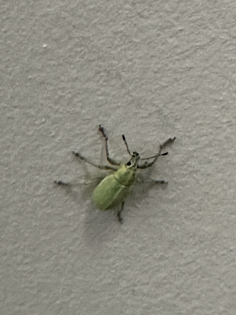 Blue-Green Citrus Root Weevil from N 46th St, Tampa, FL, US on August ...