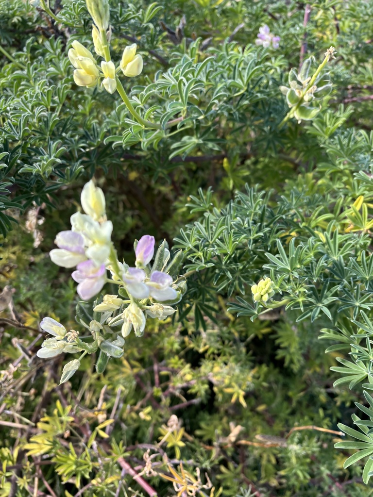 brooms, lupines, and allies from North Island / Te Ika-a-Māui ...
