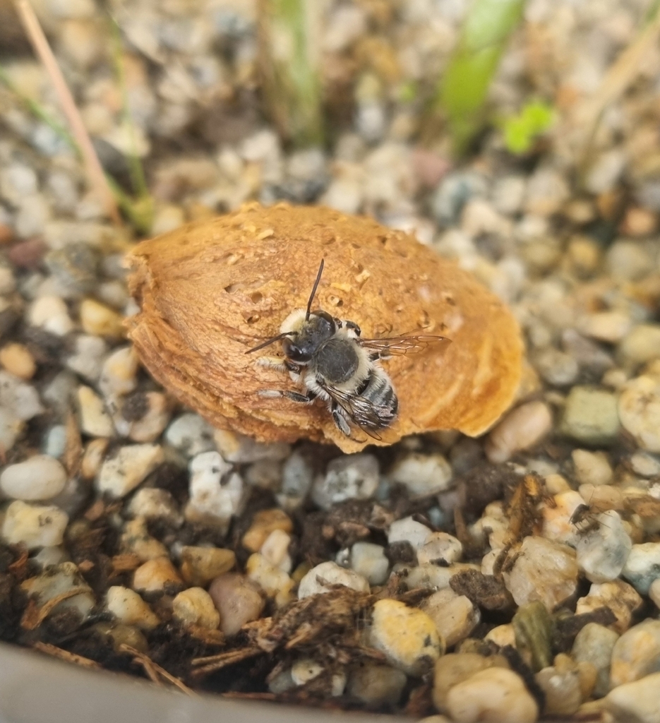 Leafcutter, Mortar, and Resin Bees in March 2025 by Anna Morozova ...