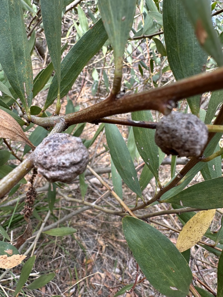 Longleaf Wattle Gall Wasp from Somers Foreshore Reserve, Somers, VIC ...