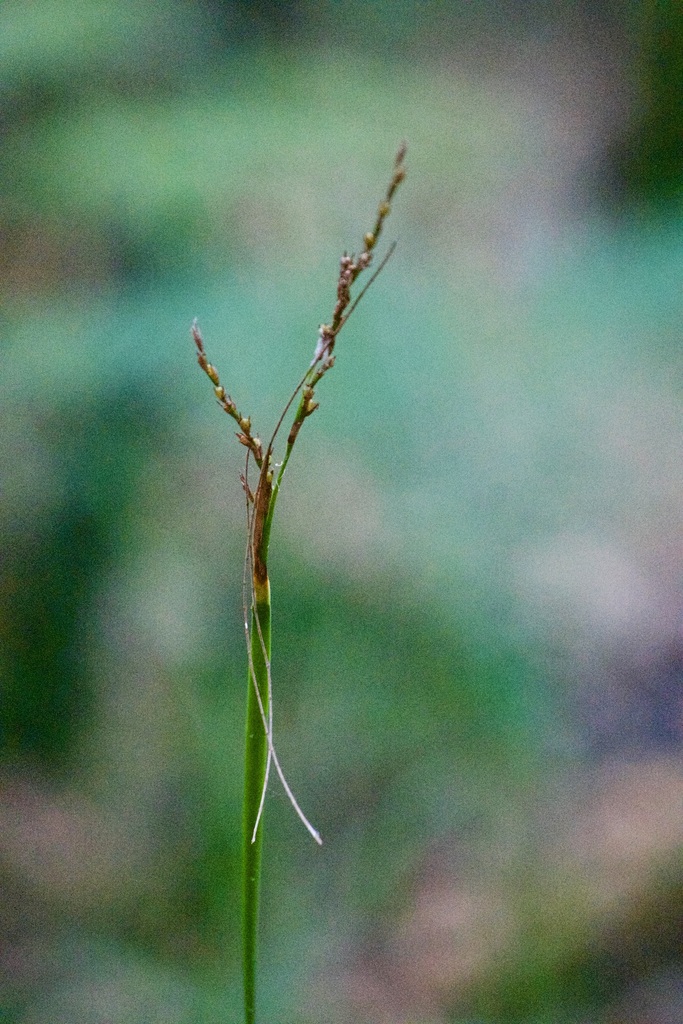variable sword-sedge from Gold Coast QLD, Australia on February 25 ...