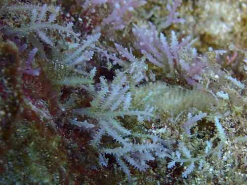 Acanthophora pacifica · iNaturalist Mexico