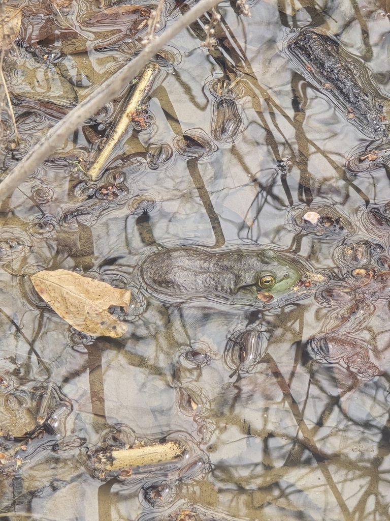 American Bullfrog from Sappington, MO 63126, USA on March 14, 2025 at ...