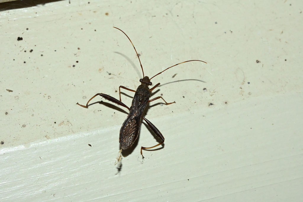 Riptortus from Danbulla QLD 4872, Australia on February 21, 2025 at 11: ...