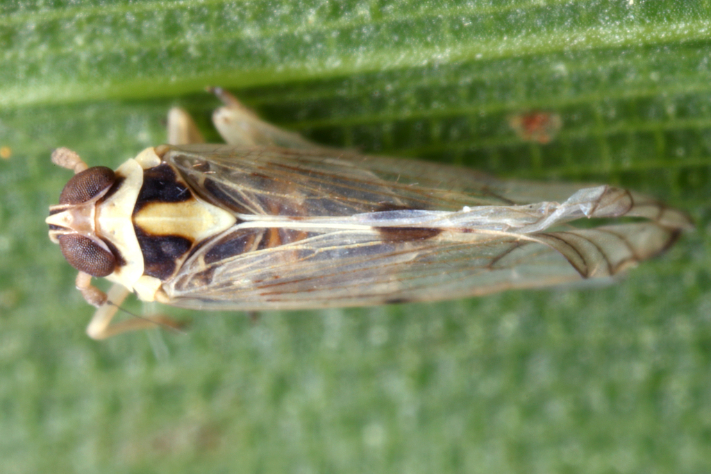 White-backed Planthopper from Phan Thanh, Höchster Standort on July 9 ...