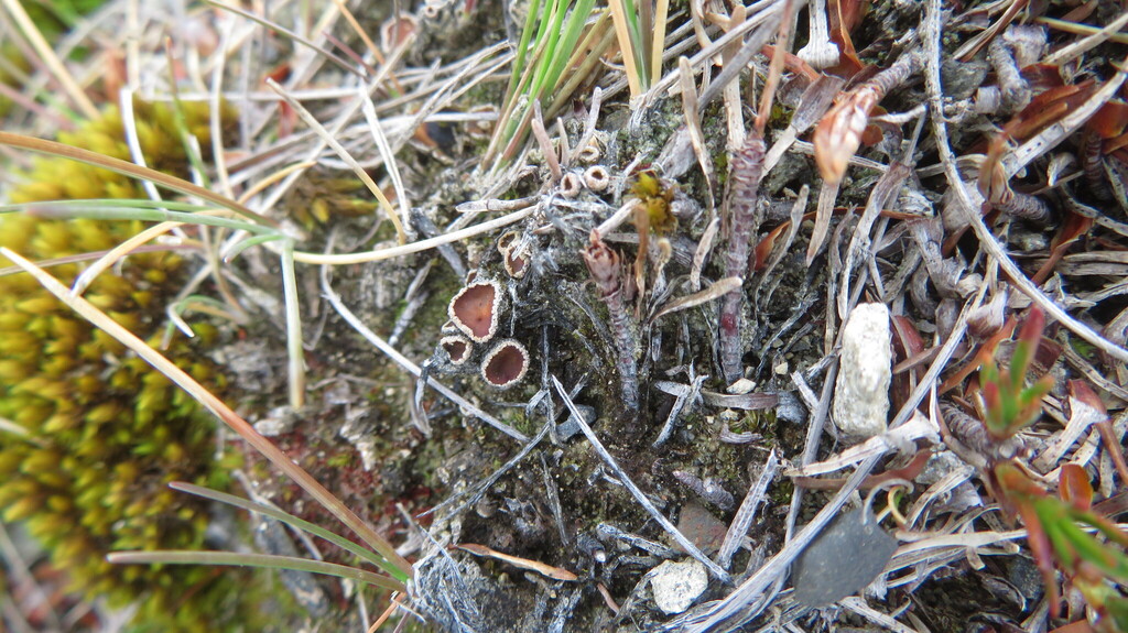 Lecanora epibryon broccha from Rainbow 7072, New Zealand on March 9 ...