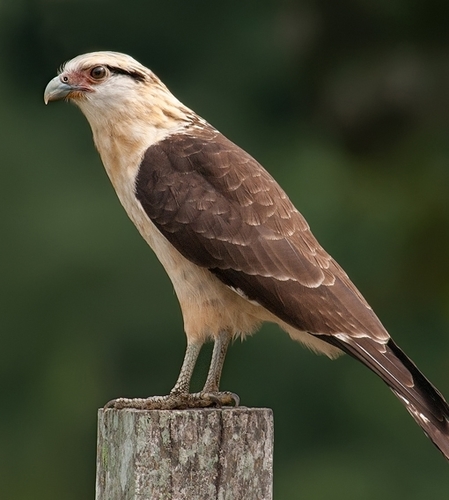 Chimachimá (Birds of Urban Parks of Cartagena, Colombia.) · iNaturalist
