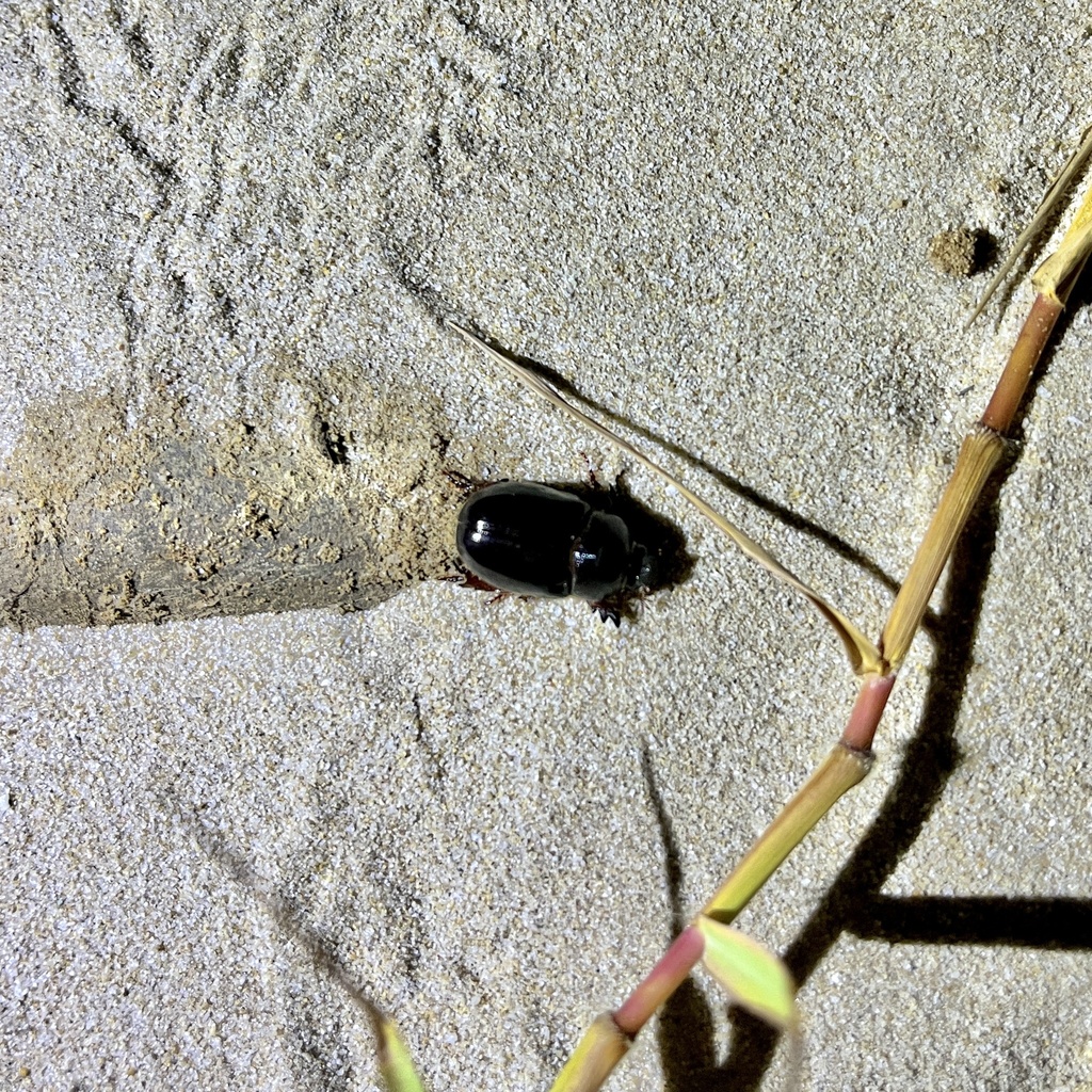 Cape Flatface Rhino Beetle from Breede River, Western Cape, ZA on March ...
